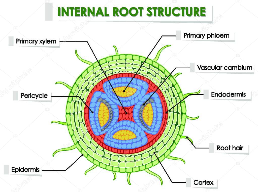 Diagrama que muestra la estructura radicular interna 2023