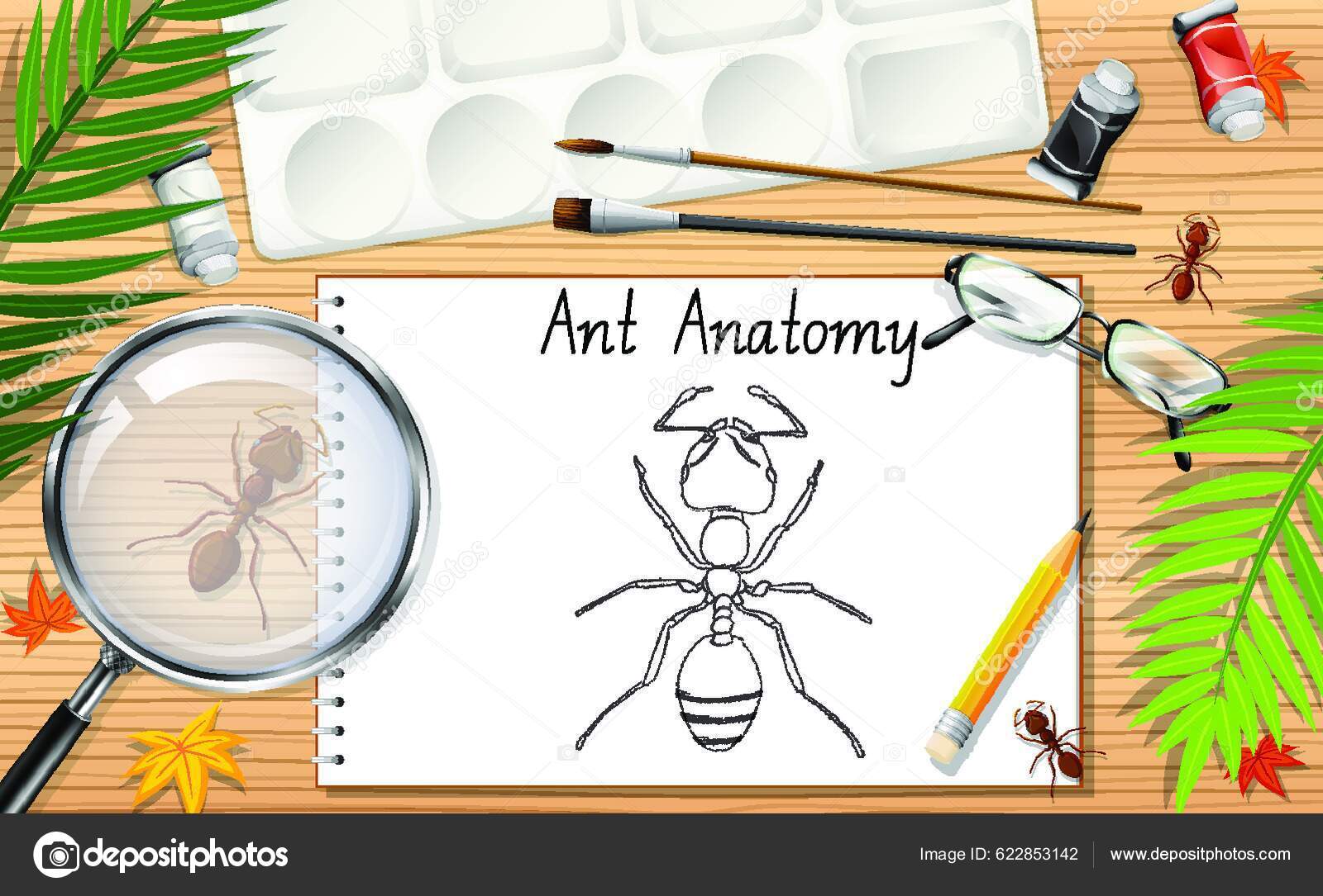 Sebuah Gambar Corat Coret Anatomi Semut Vektor Stok oleh ©YAY_Images ...