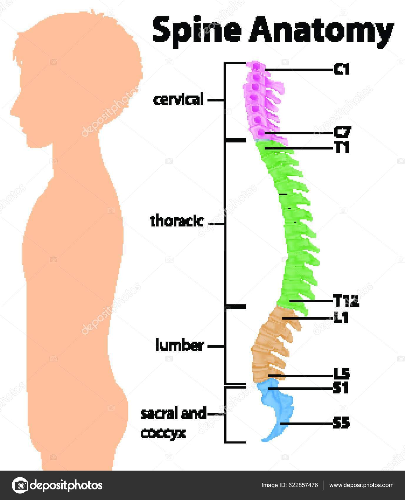 Anatomy Spine Spinal Curves Infographic 스톡 벡터 - ©YAY_Images 622857476
