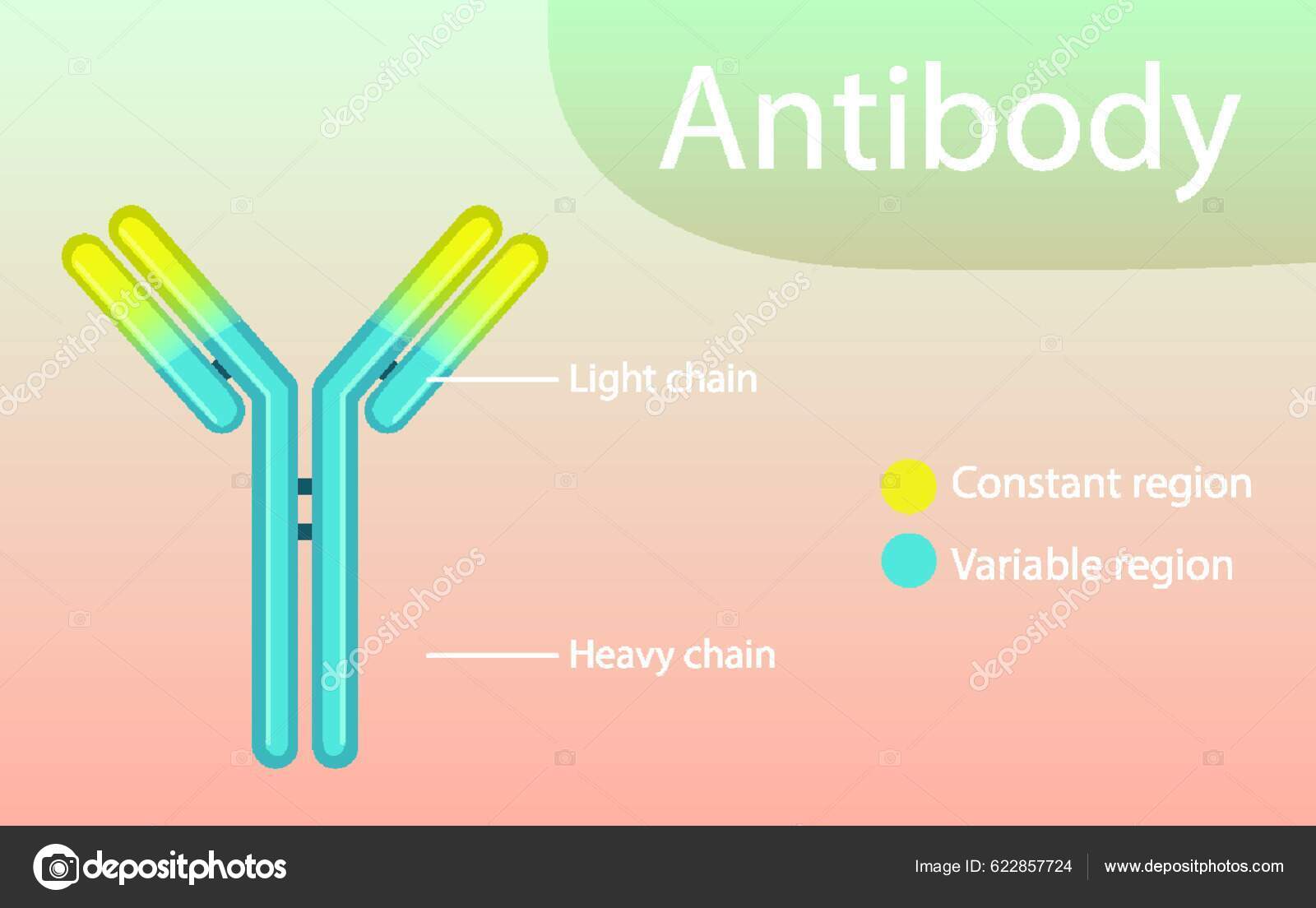 Antibody Structure Diagram Education Stock Illustration by ©YAY_Images ...