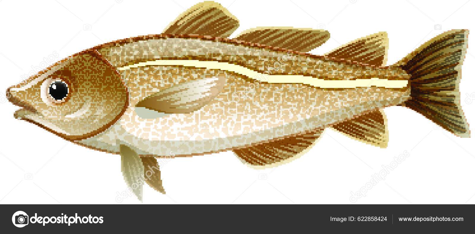 Isolated Cod Fish White Background Stock Vector by ©YAY_Images 622858424