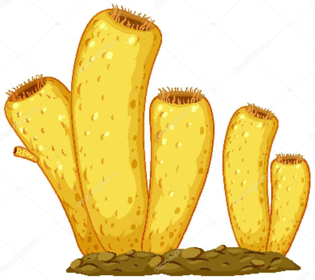 Diagrama de la estructura de esponjas para la educación en biología 2023