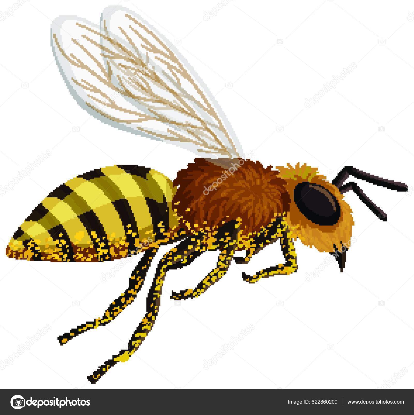 Isolated Bee White Background Stock Vector by ©YAY_Images 622860200