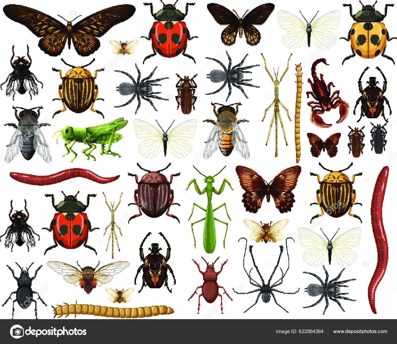 Different Insects Collection Isolated White Background Stock Vector by ...