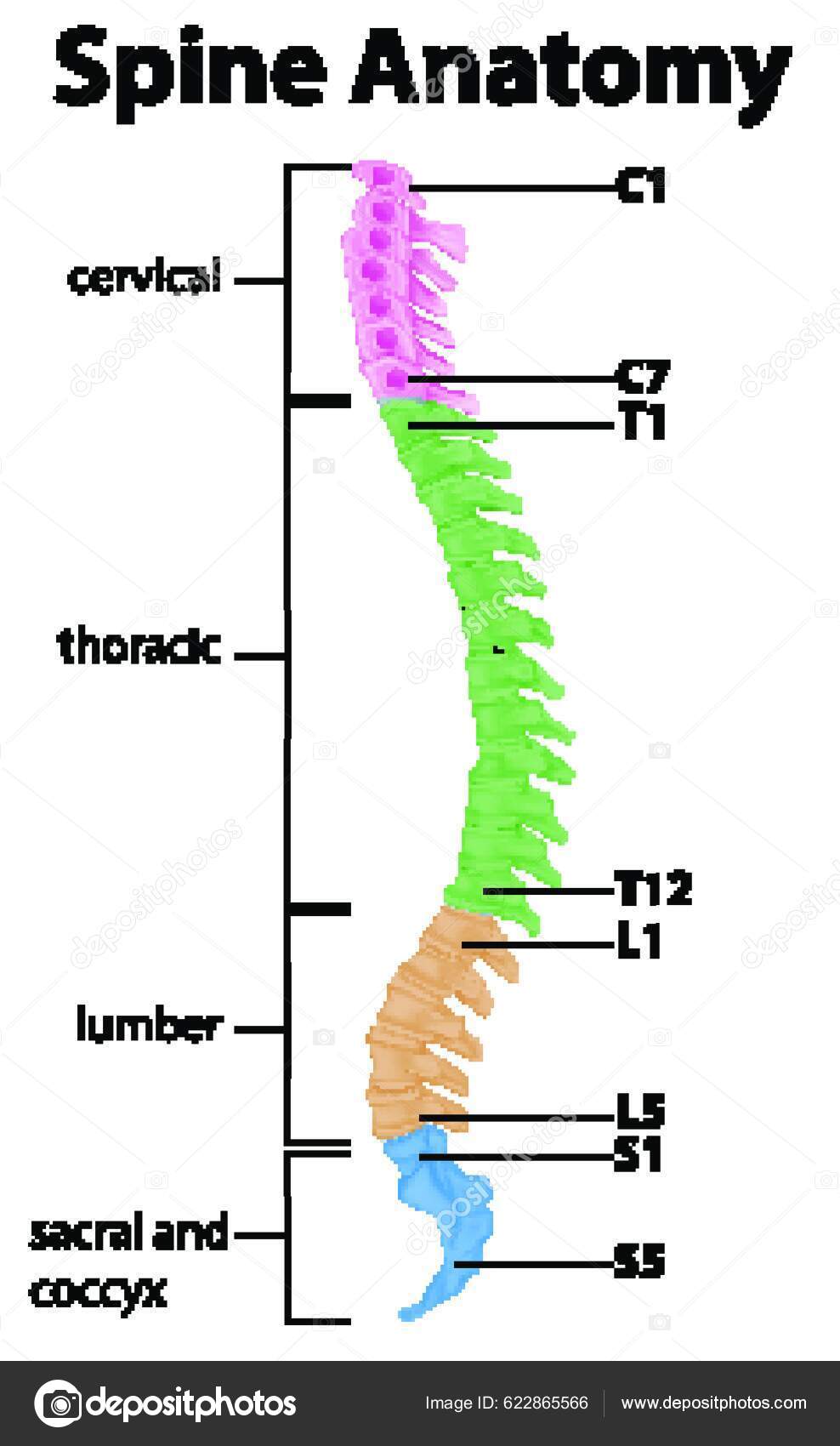 Anatomy Spine Spinal Curves Infographic 스톡 벡터 - ©YAY_Images 622865566