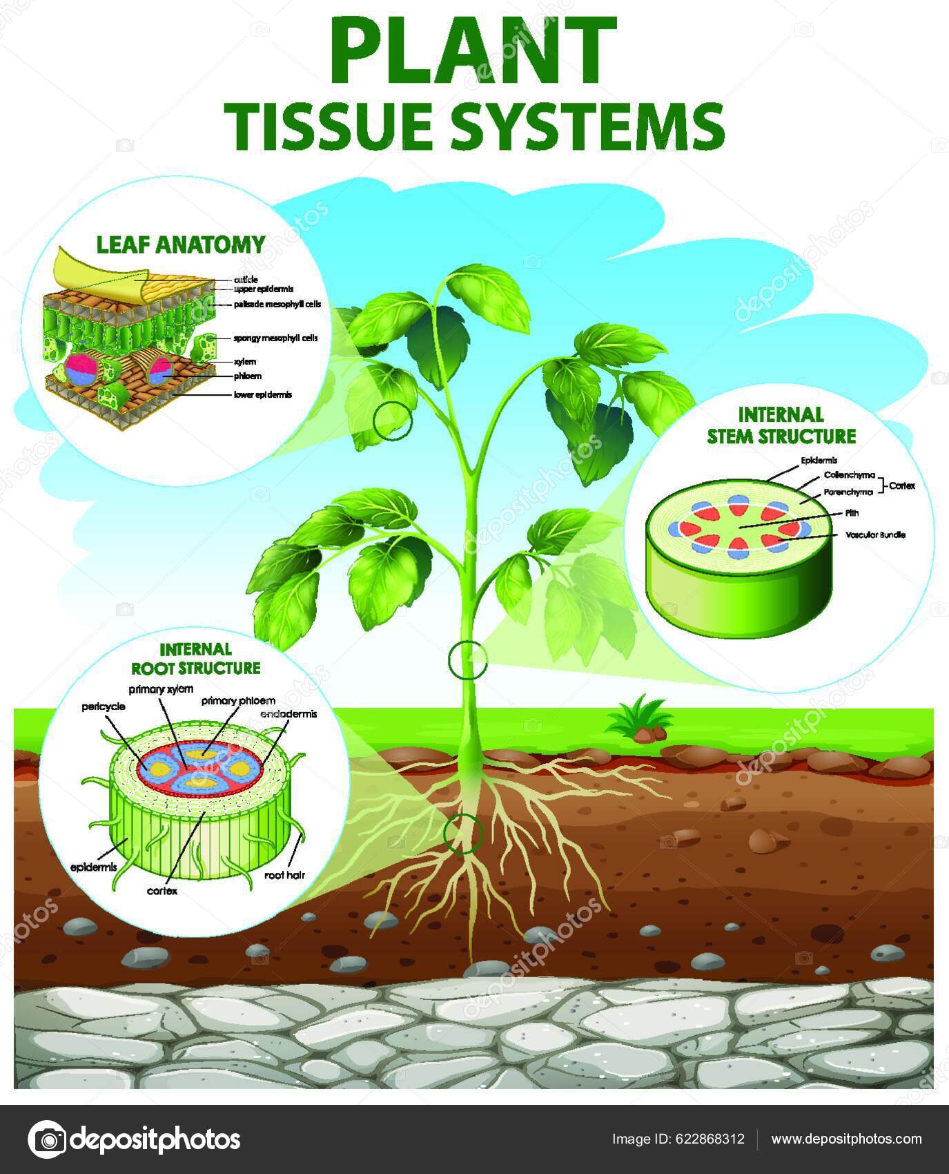 Diagrama Que Muestra Los Sistemas Tejido Vegetal Ilustración de stock ...