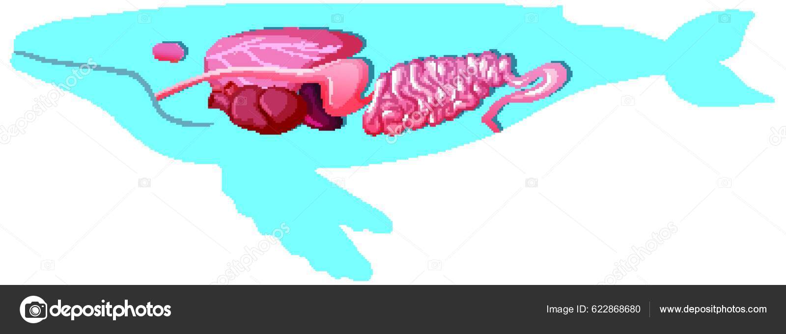 Anatomía Interna Una Ballena Aislada Sobre Fondo Blanco Vector de stock ...