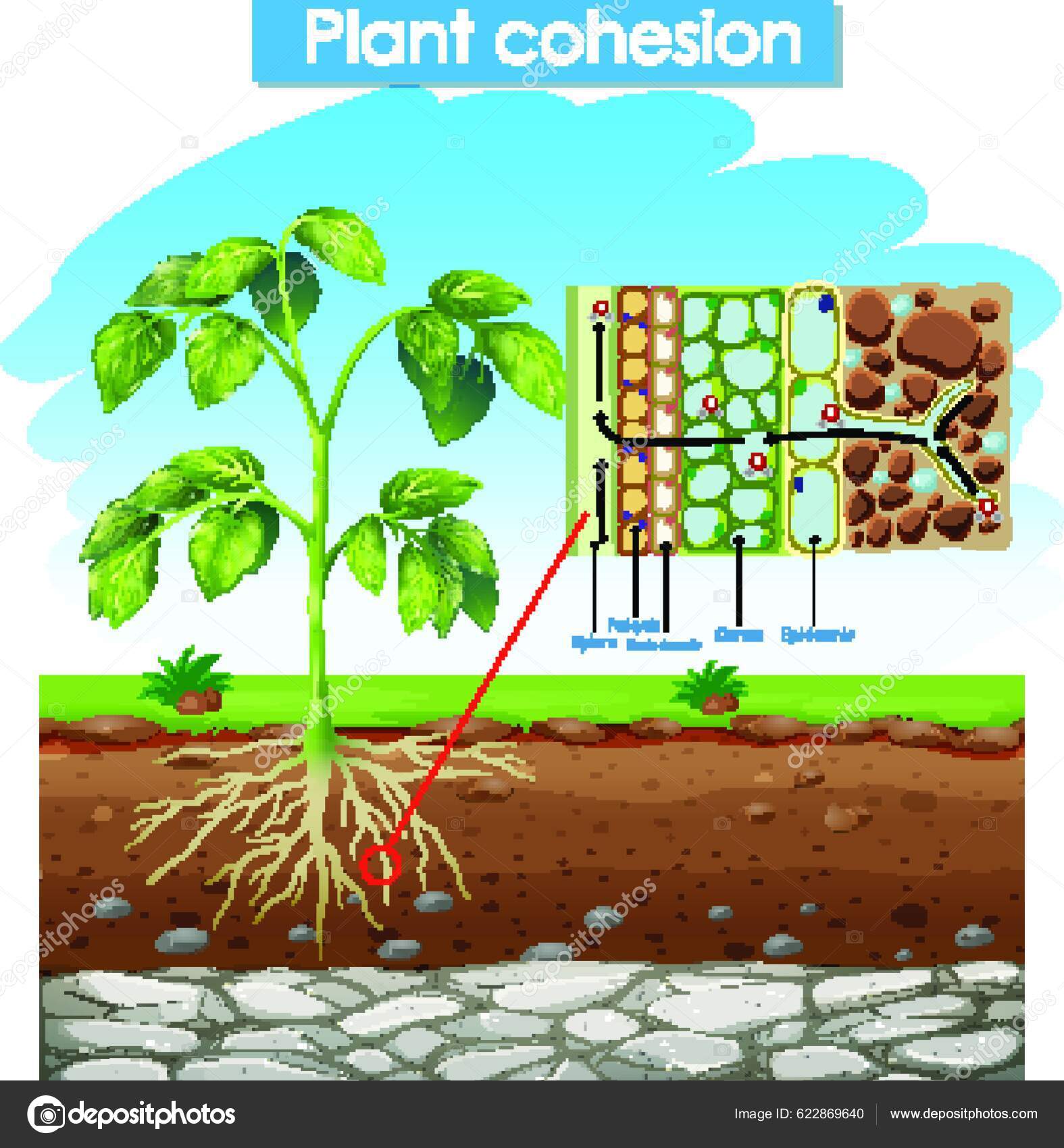 Diagram Som Visar Anläggningens Sammanhållning — stockvektor av ©YAY ...