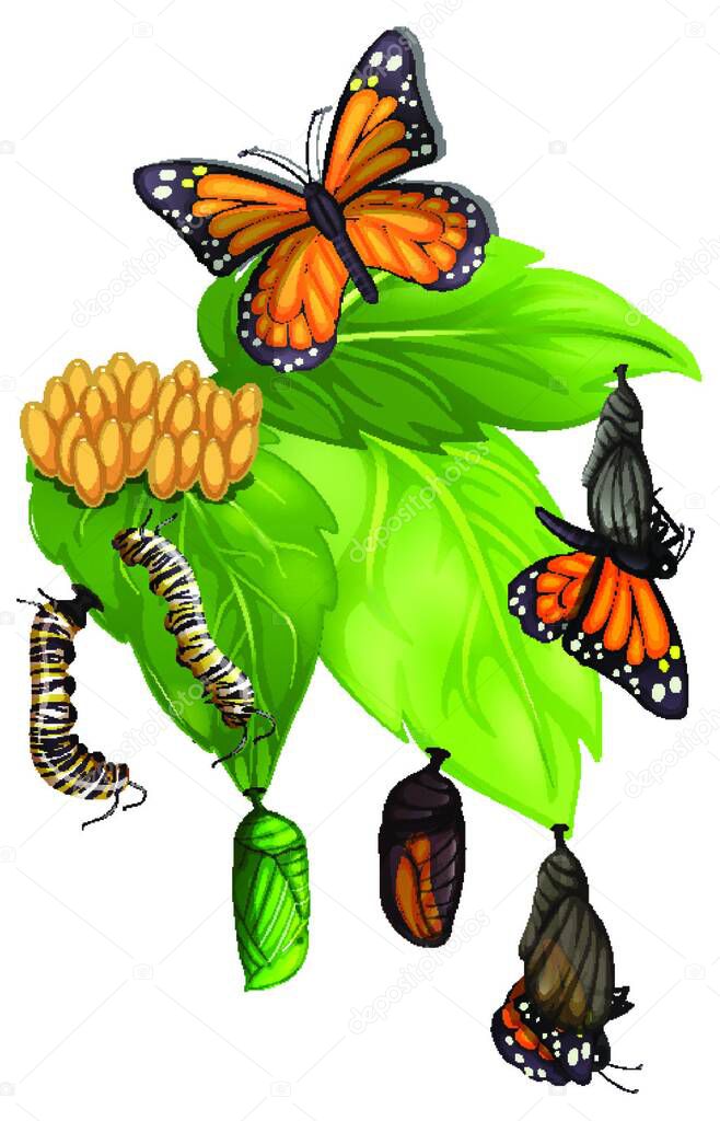 Life Cycle Butterfly White Background Vector de Stock de ©YAY_Images ...