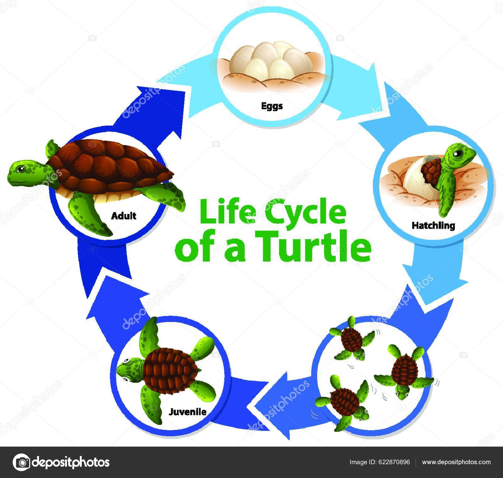 Diagram Znázorňující Životní Cyklus Želvy Stock Vektor od ©YAY_Images ... Diagram Znázorňující Životní Cyklus Želvy Stock Vektor od ©YAY_Images ...