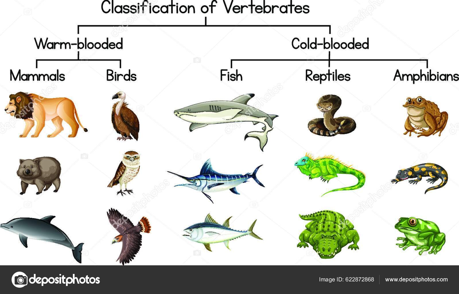Image vectorielle Diagramme Montrant Classification Des Vertébrés par ...