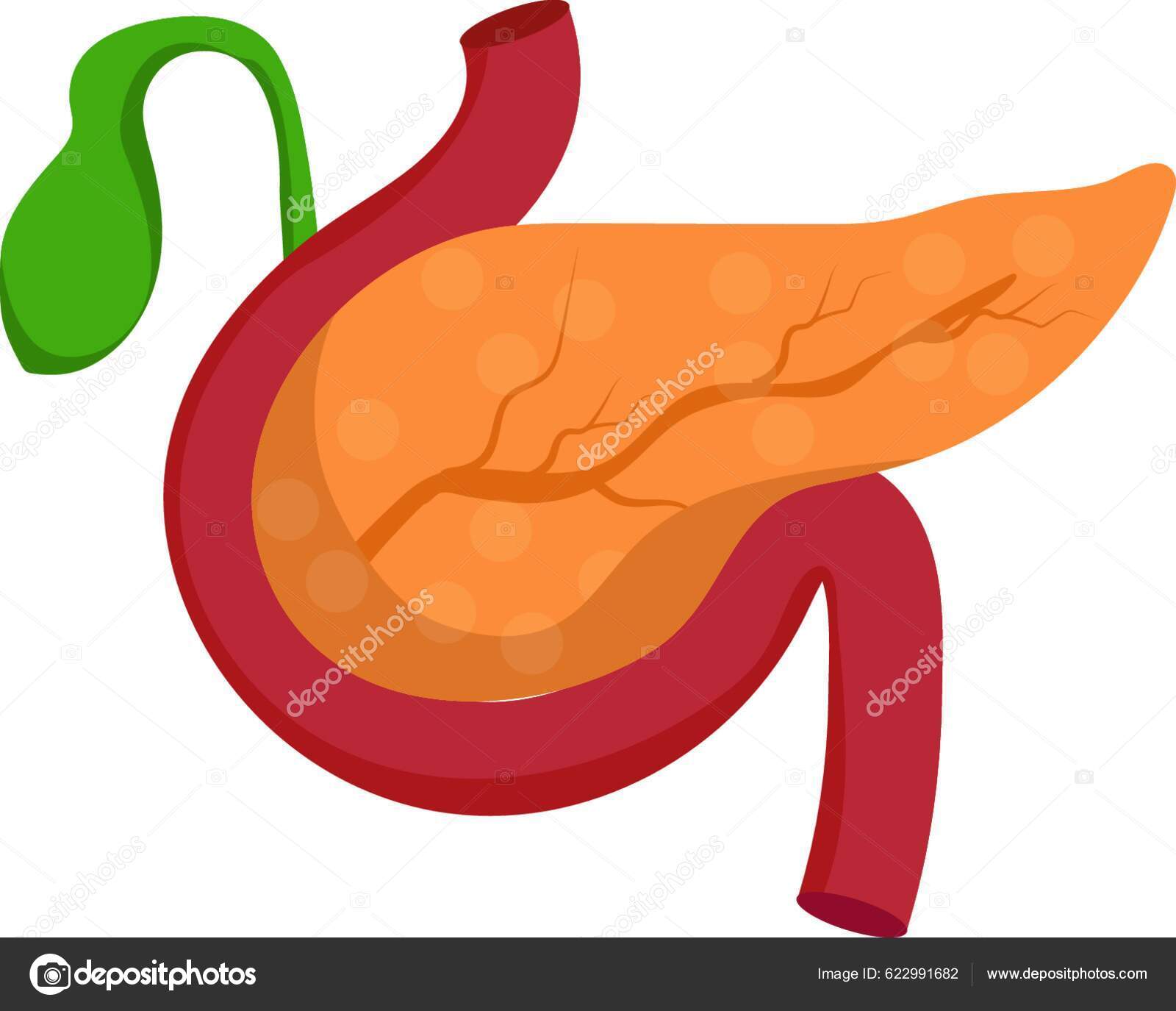 Icono Páncreas Estilo Dibujos Animados Aislado Sobre Fondo Blanco ...