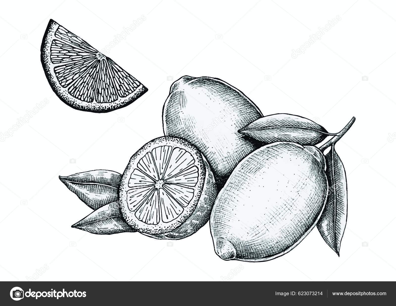 Hand Drawn Fresh Lemons Vector Vector de stock #623073214 de ©YAY_Images