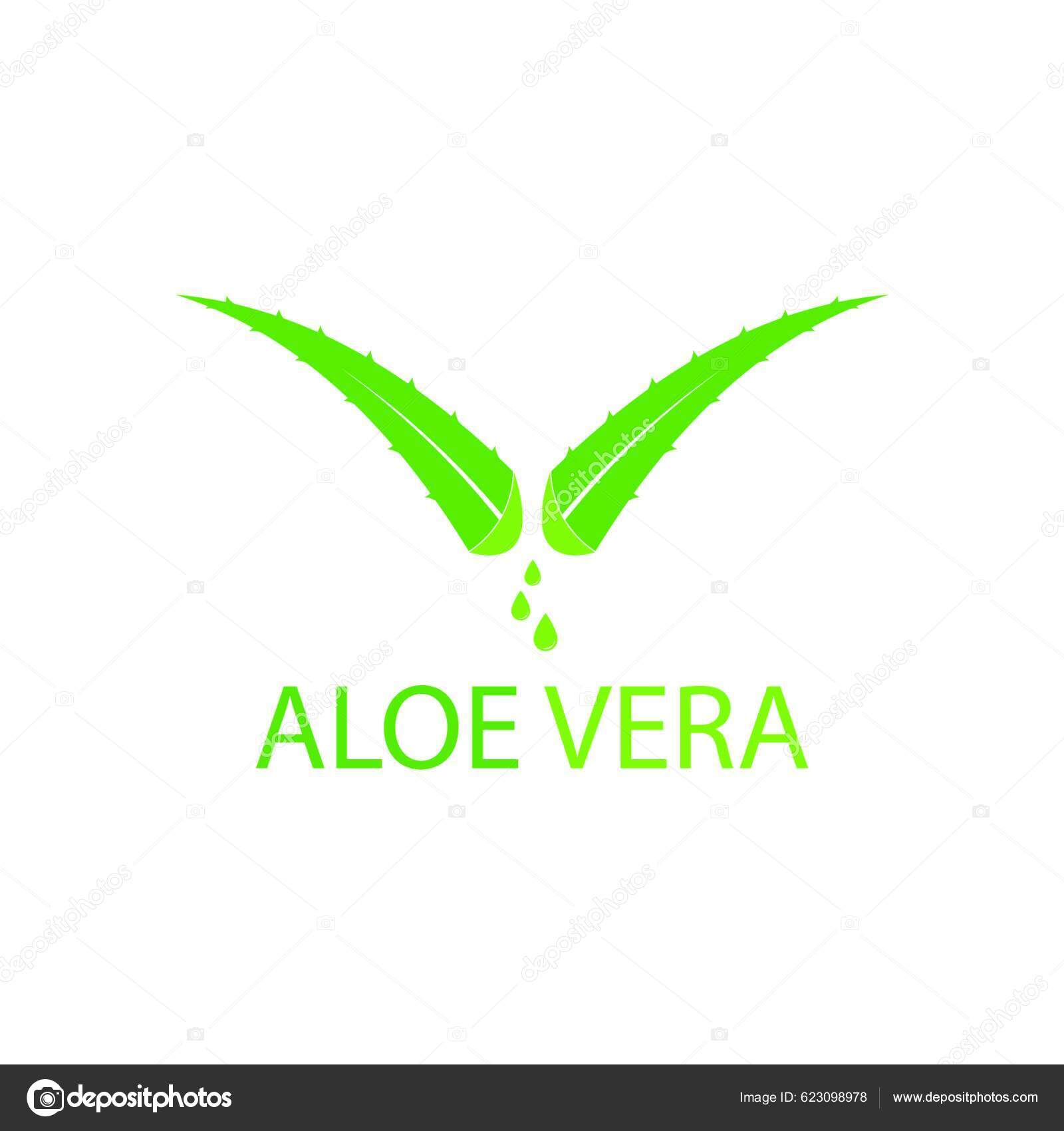 Aloe Vera Logo Vector Illustration Stock Vector by ©YAY_Images 623098978