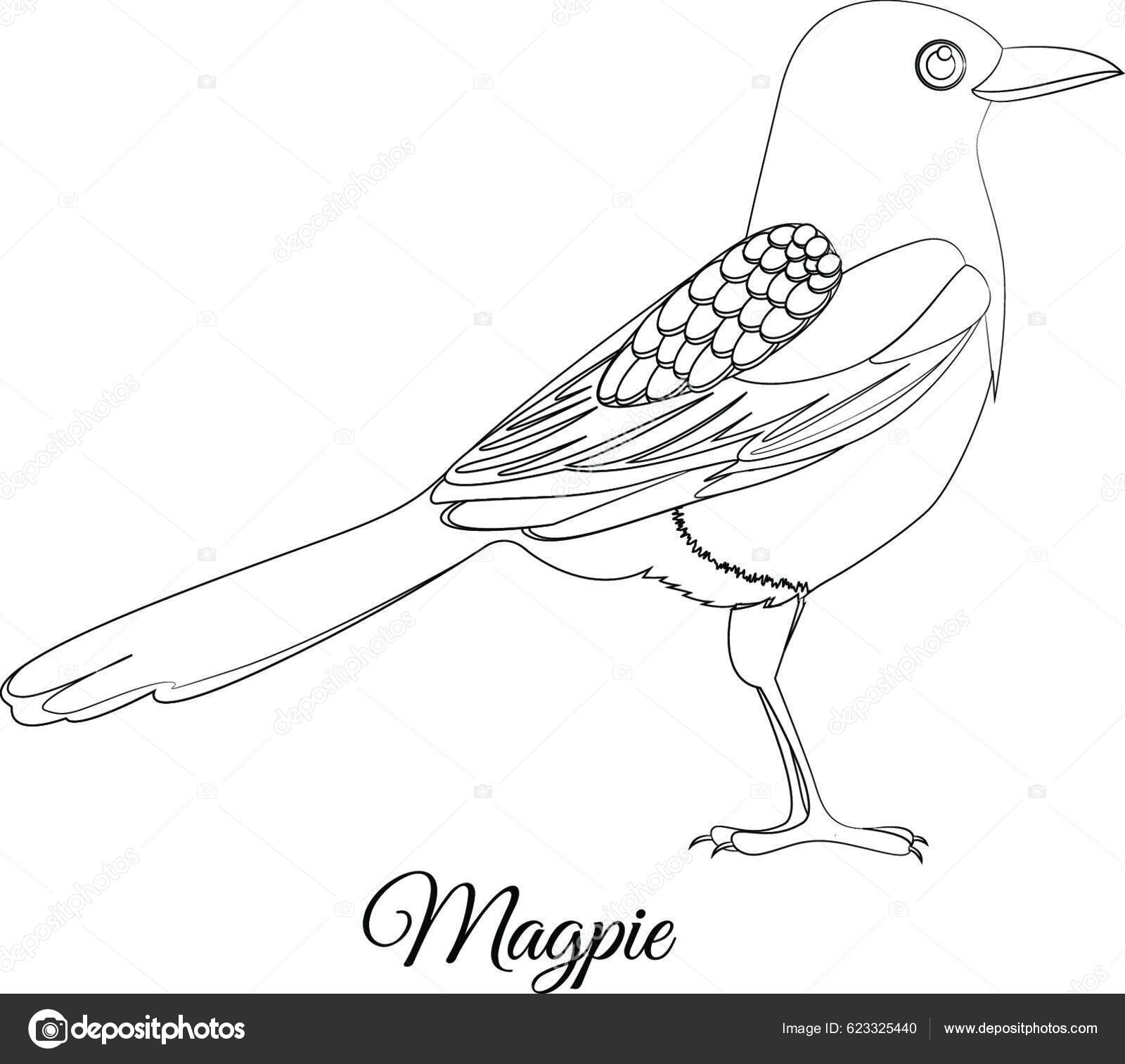 Magpie Bird Coloring Vector Image Vector de stock #623325440 de ©YAY_Images