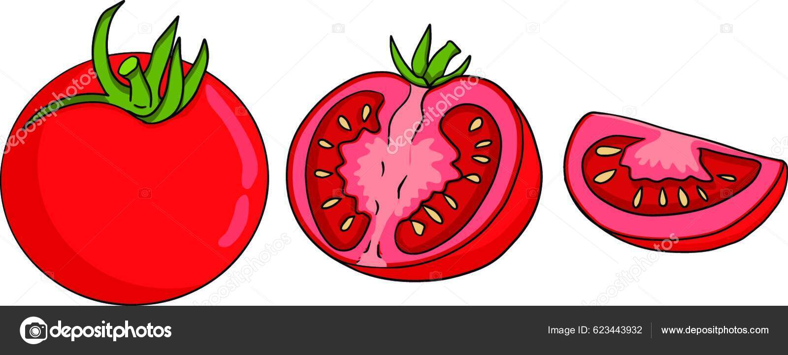 Hand Drawn Colorful Red Tomato Vector Illustration Isolated White ...
