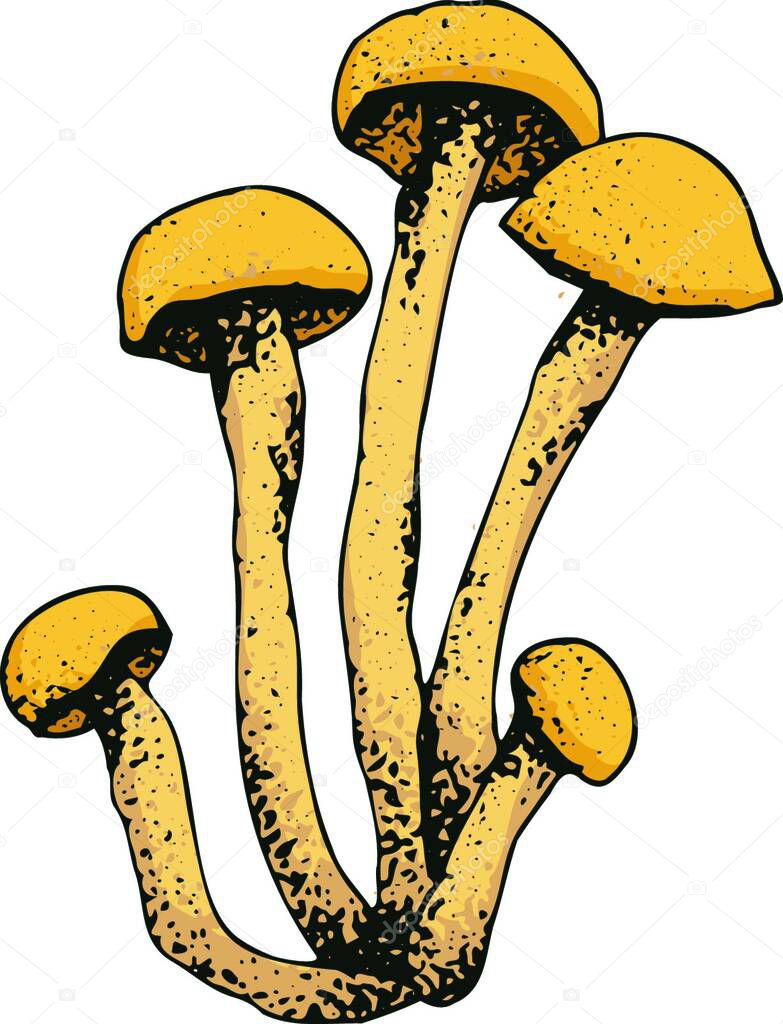 "Setas vintage dibujadas a mano. Setas comestibles vector de fondo ...