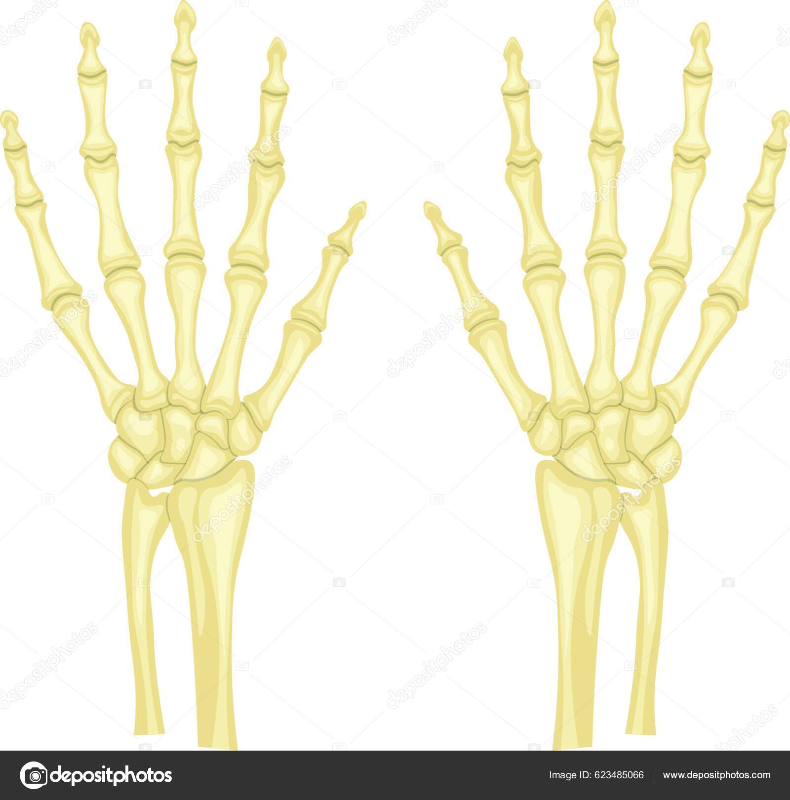 Hand Bones Vector Illustration Isolated White Background Stock Vector ...