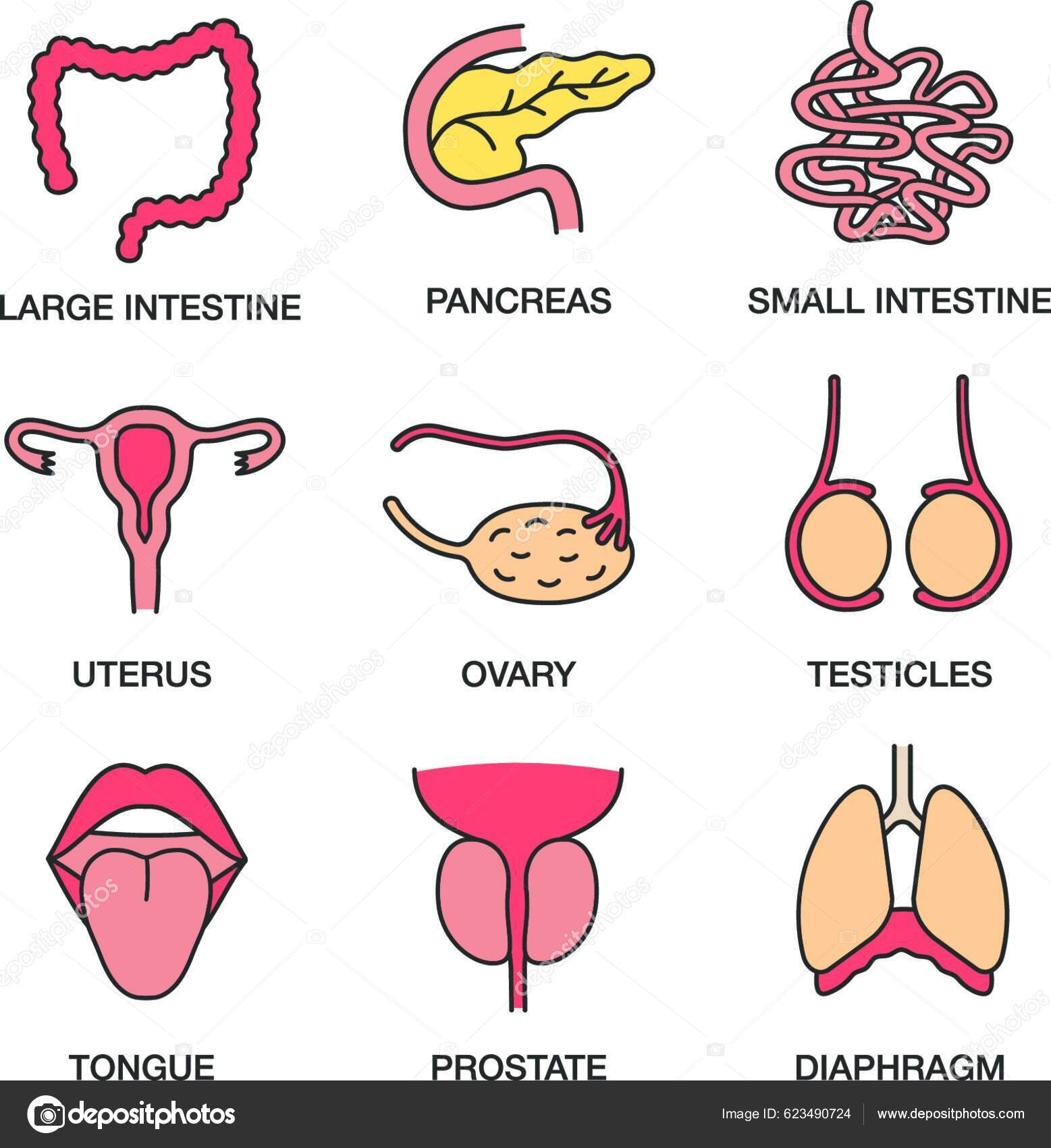 Human Internal Organs Color Icons Set Stock Vector by ©YAY_Images 623490724