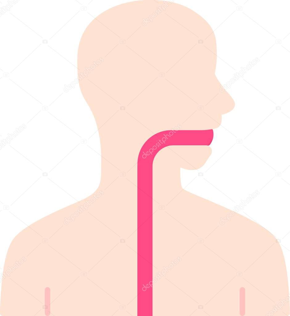 Garganta sana diseño plano icono de color sombra larga. Cavidad oral, faringe y esófago en buena ...