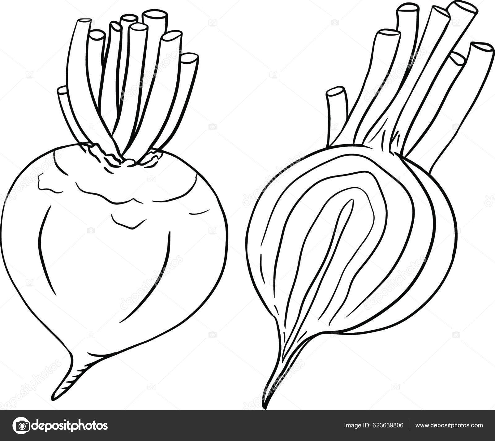 Beetroot Hand Drawn Coloring Pages Vector Illustration Red Beetroot ...