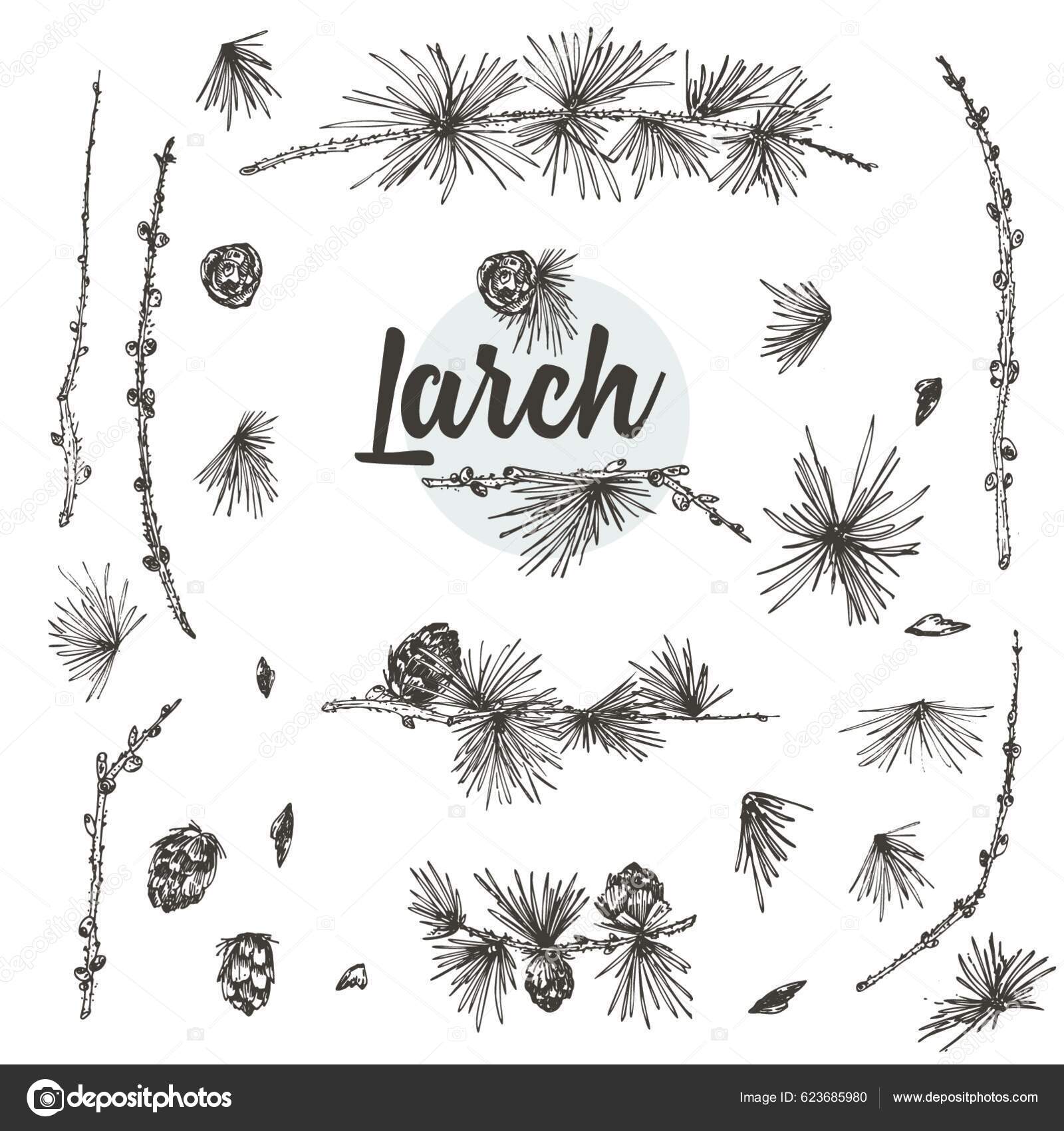 Set Ink Hand Drawn Sketch Larch Branches Pinecones Isolated White Stock ...