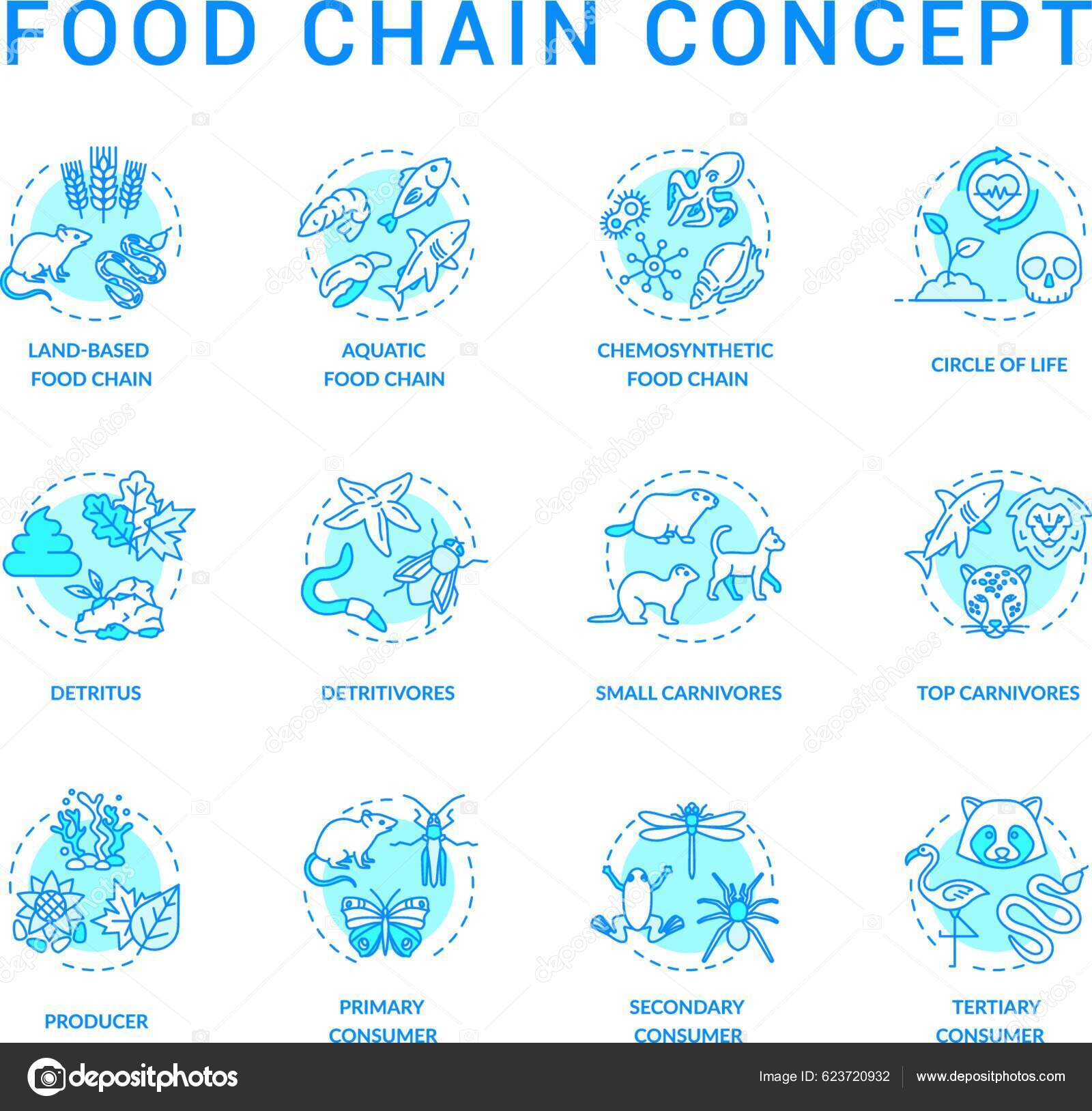 Food Chain Concept Icons Set Primary Secondary Tertiary Consumers Top ...