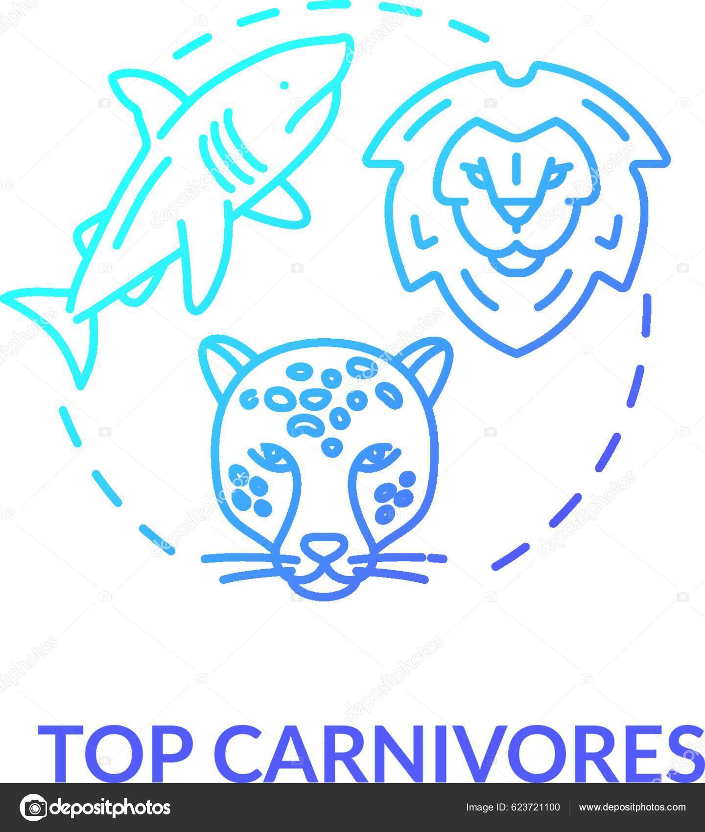 Carnivorous Animals Drawing