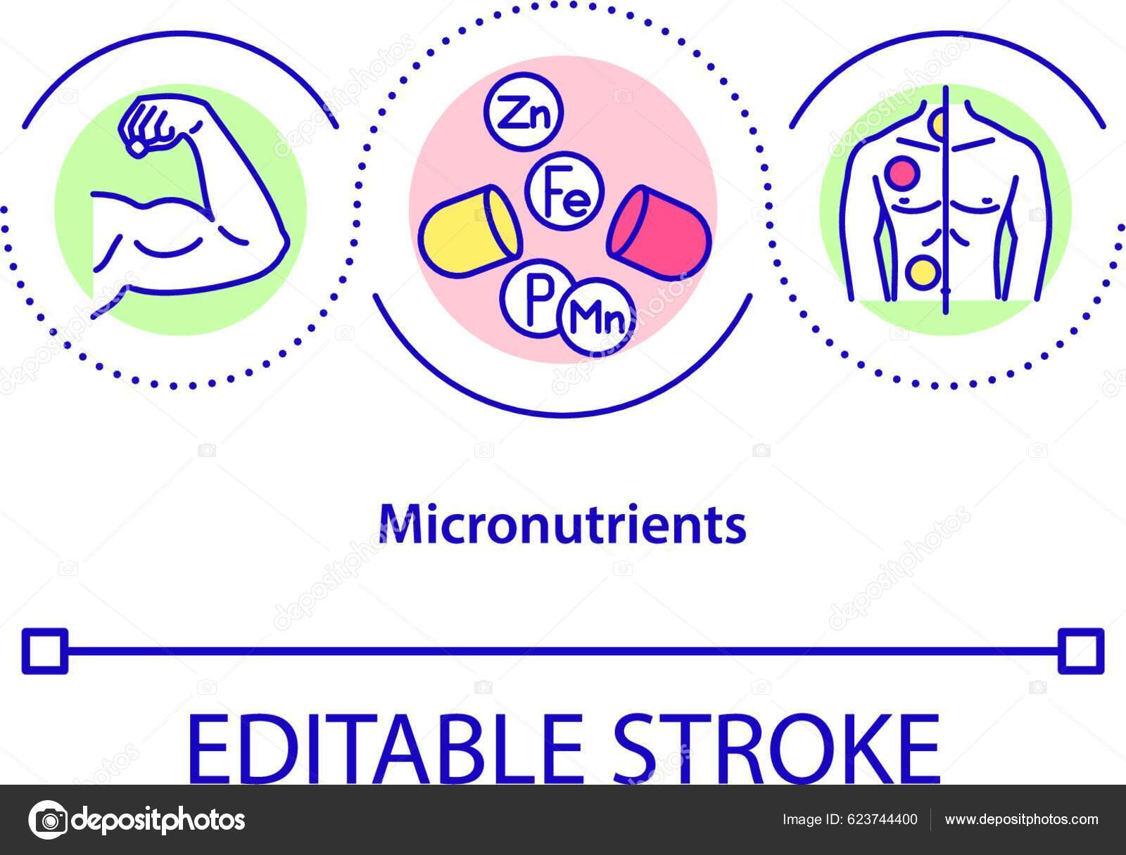 Functions Micronutrients Concept Icon Stock Vector Image by ©YAY_Images ...
