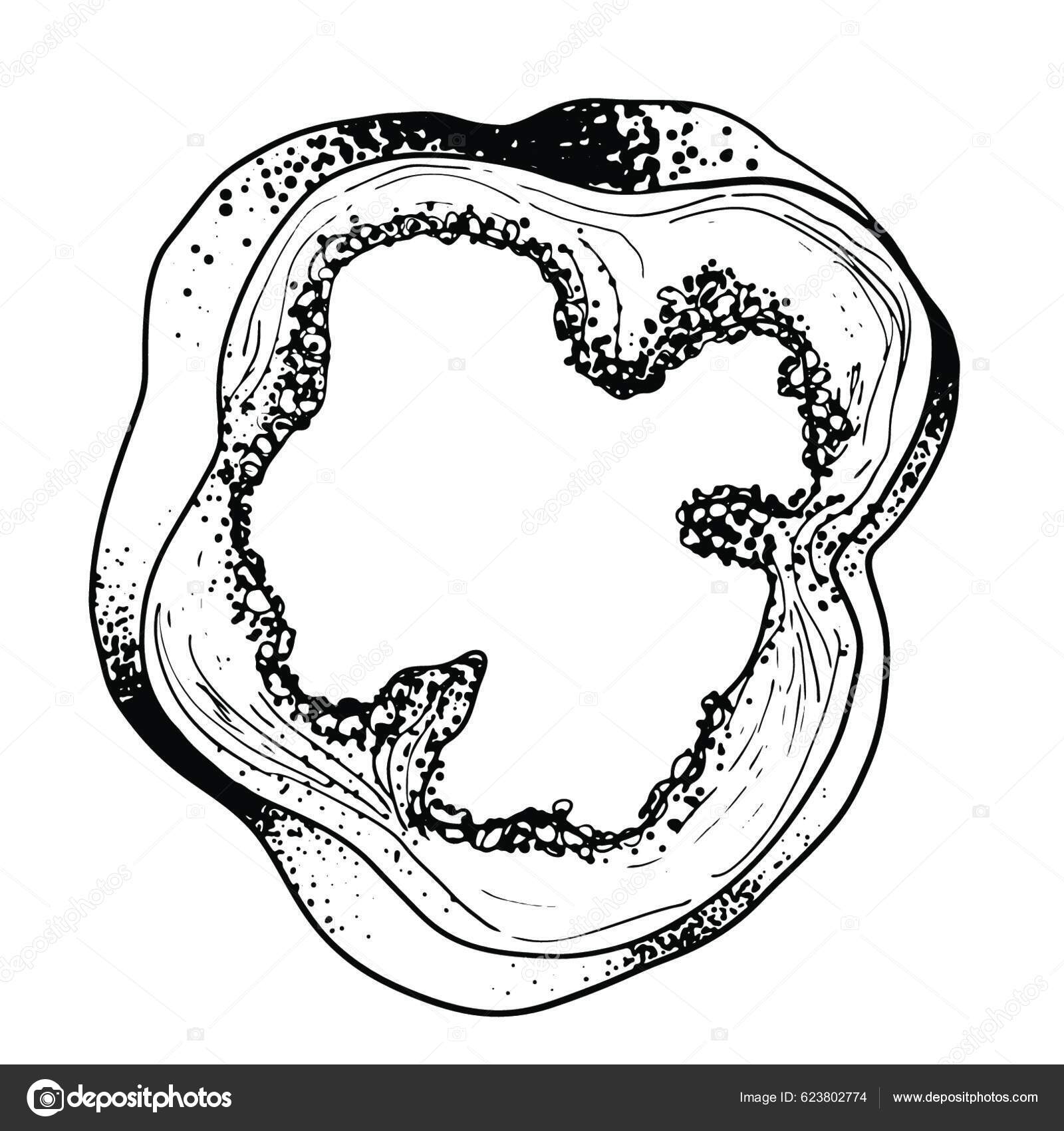 Dibujo Del Pimiento Cortado Los Anillos Boceto Pimiento Dibujo Blanco ...