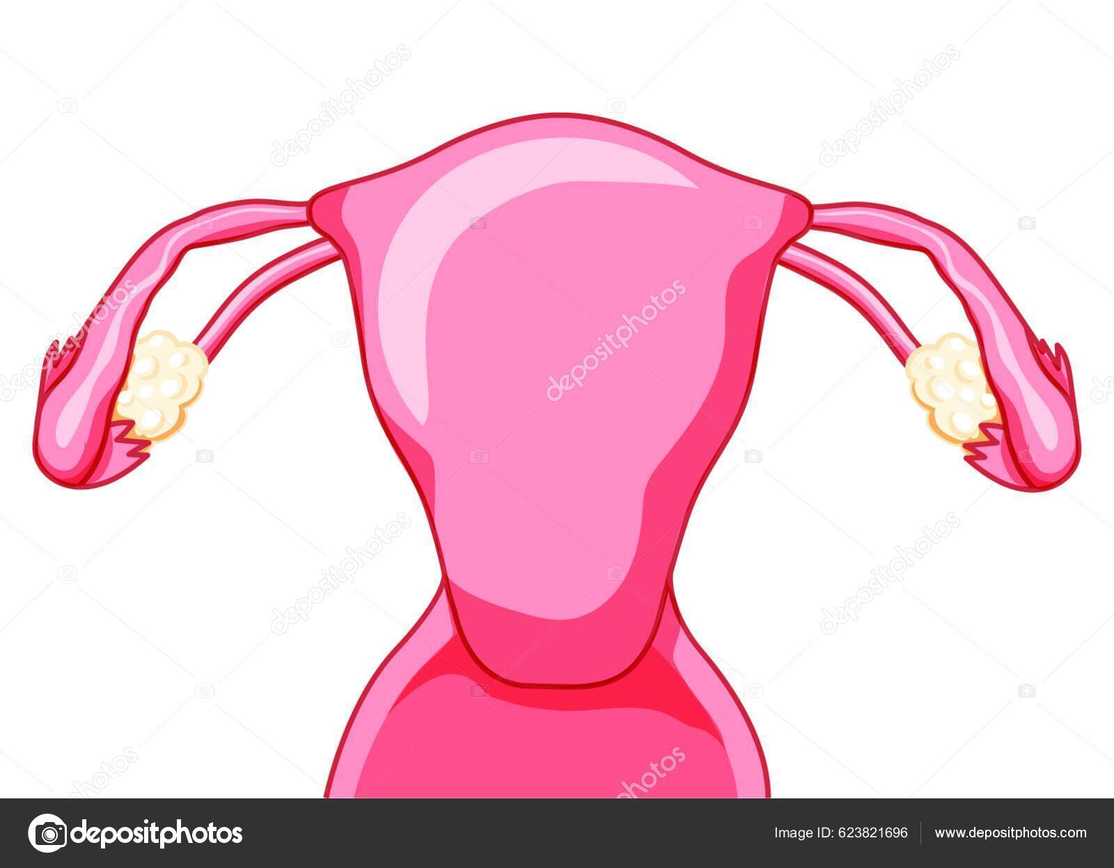 Kvindelige Reproduktive System Frontal Visning Menneskelige Anatomi ...