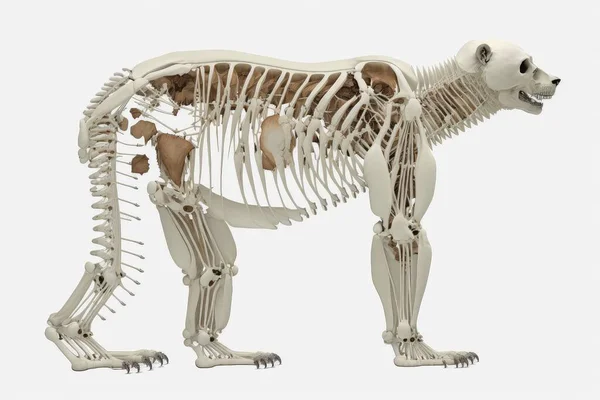 Polar Bear Skeleton Diagram