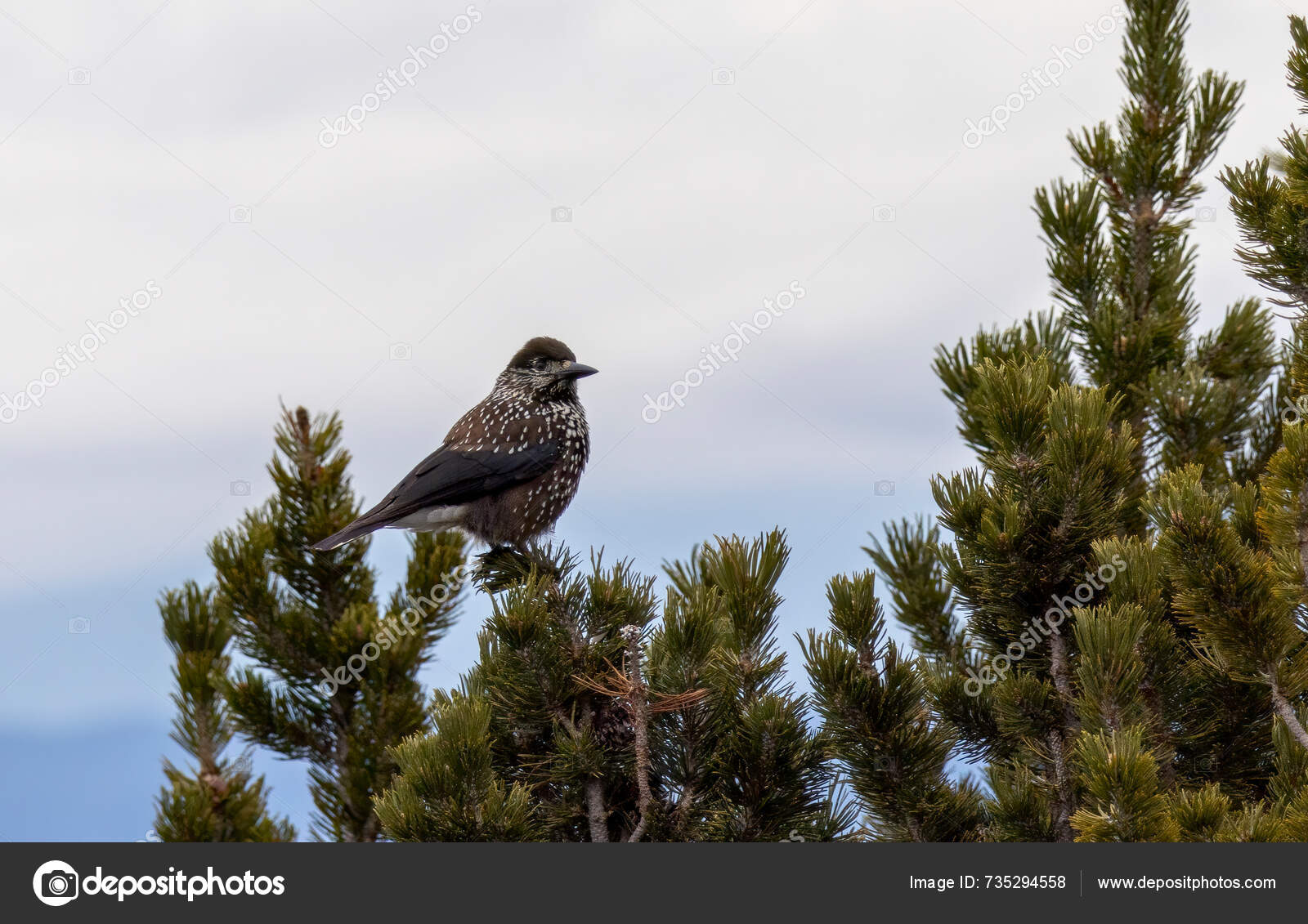 Spotted Nutcracker Nucifraga Caryocatactes Natural Habitat — Stock ... Spotted Nutcracker Nucifraga Caryocatactes Natural Habitat — Stock ...