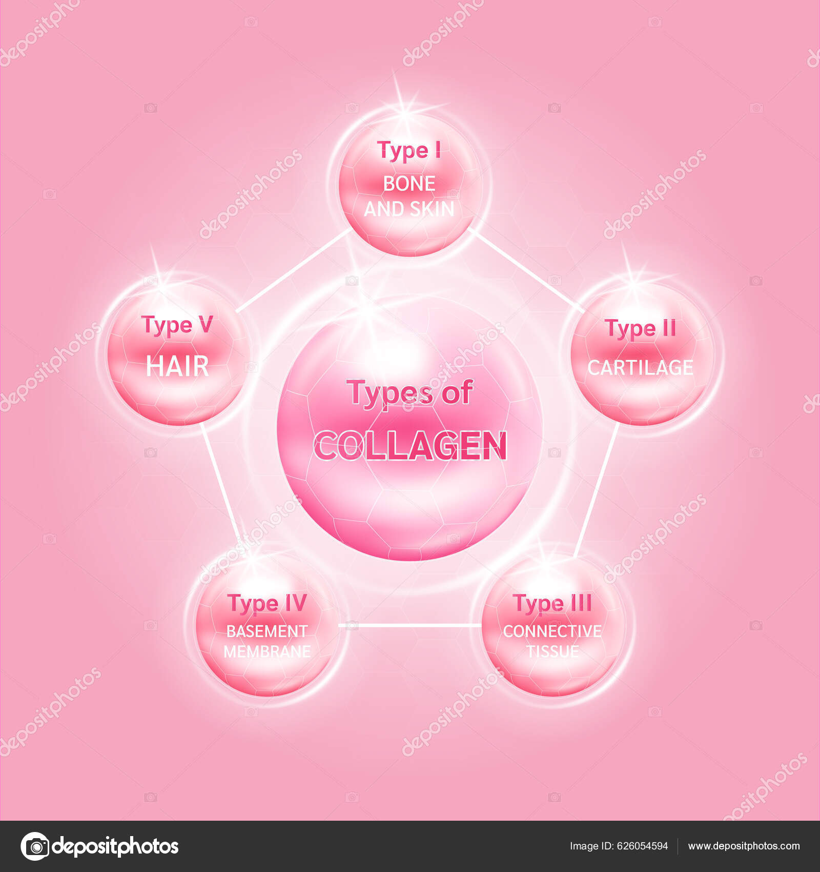 Type Collagen Five Most Common Types Collagen Protein Main Protein ... Type Collagen Five Most Common Types Collagen Protein Main Protein ...
