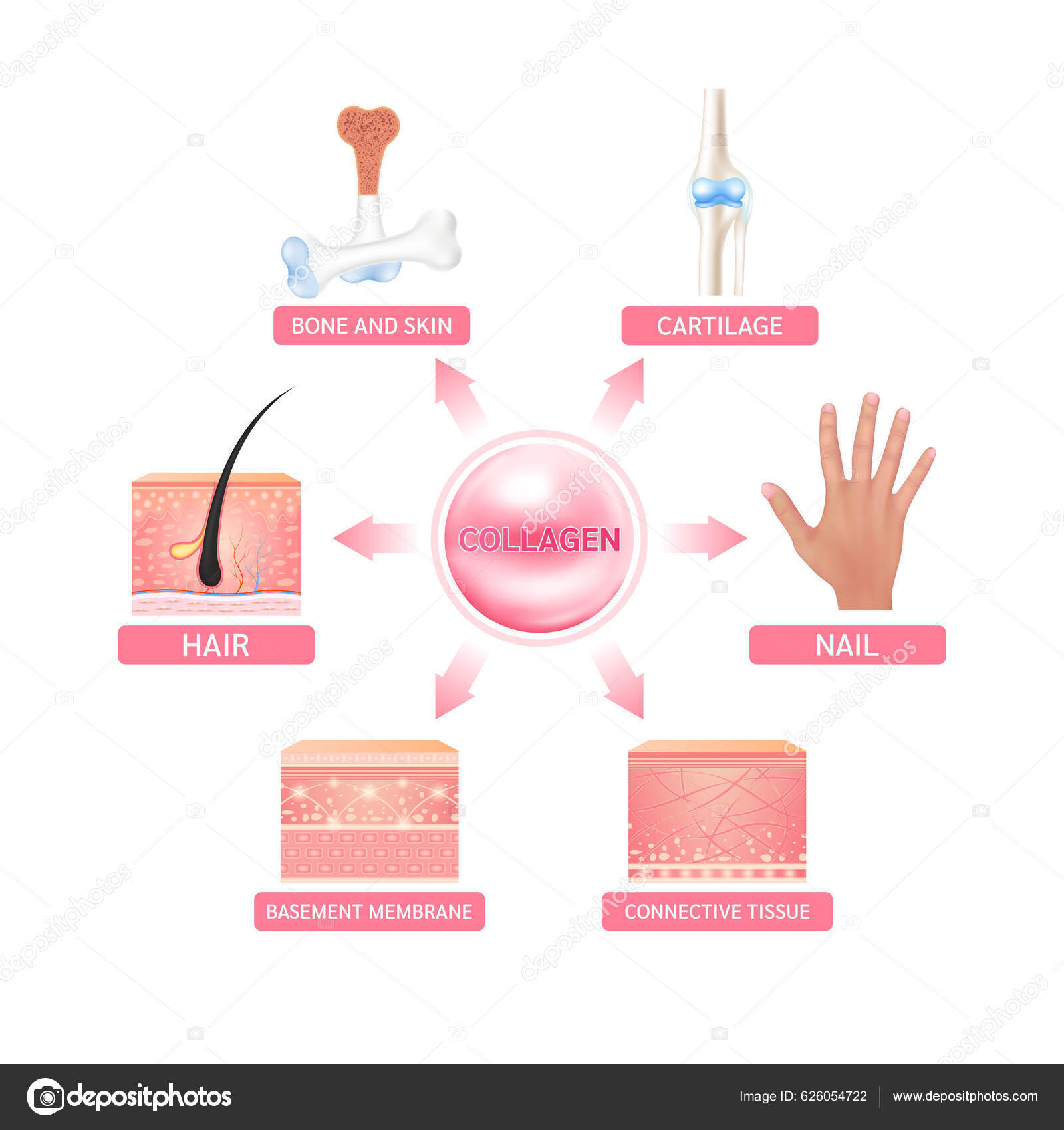 Tipo Colágeno Los Cinco Tipos Más Comunes Proteína Colágeno Proteína ...