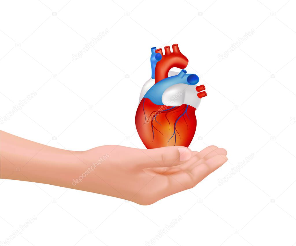 Manos sosteniendo el corazón rojo humano aisladas sobre fondo blanco. Símbolo del amor y el día ...