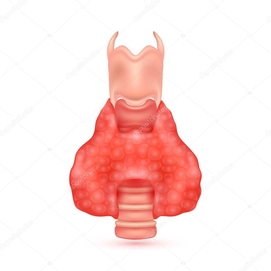 Modelo de anatom a de la gl ndula tiroides humana aislado sobre un fondo blanco. rgano principal ...