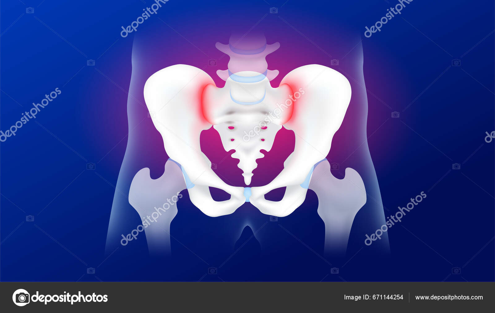 Anatomía Pelvis Humana Del Hueso Cadera Aislada Sobre Fondo Azul Vector ...
