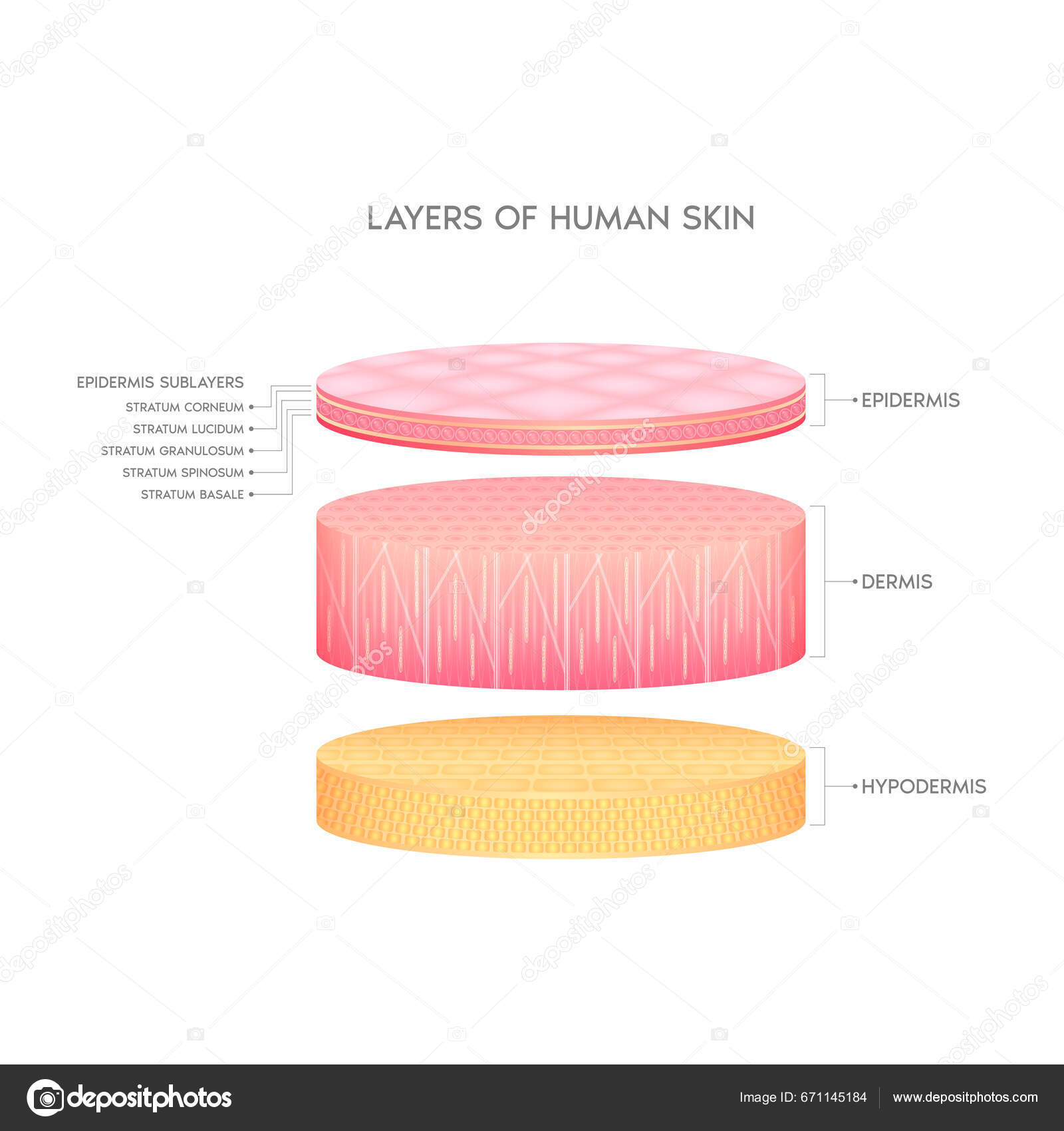 Capa Piel Anatomía Humana Dermis Epidermis Capas Adiposas Tejido ...