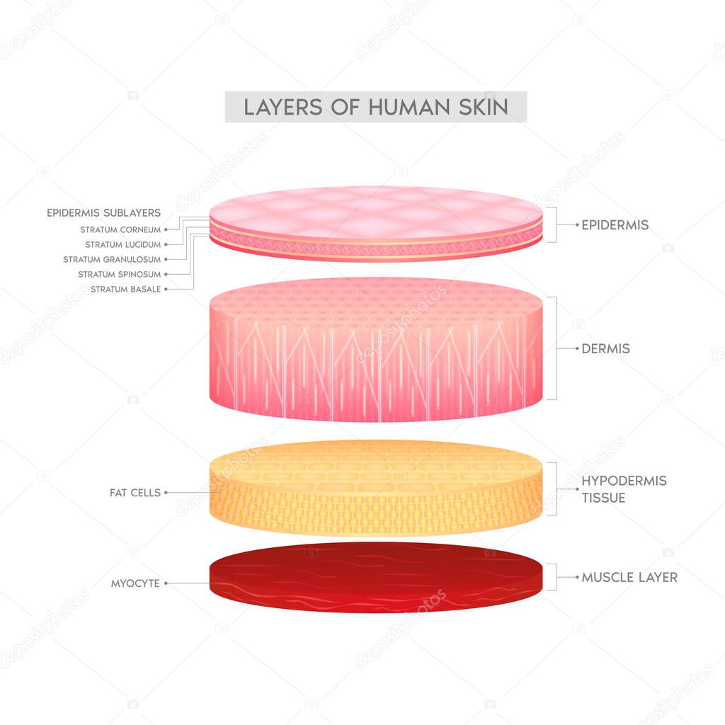 Capa de la piel de anatomía humana. Dermis epidermis capas adiposas ...