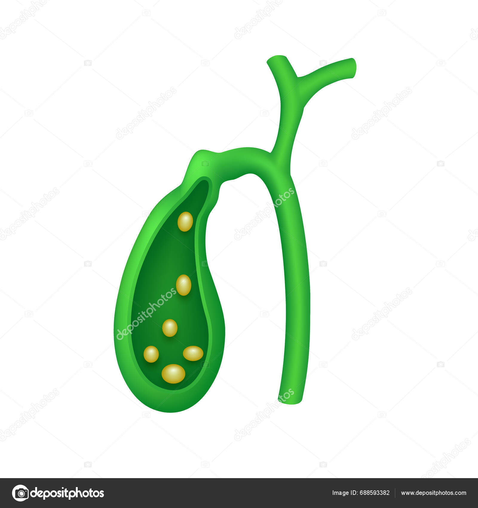 Cross Section Gallbladder Human Internal Organ Anatomy Model Isolated ...