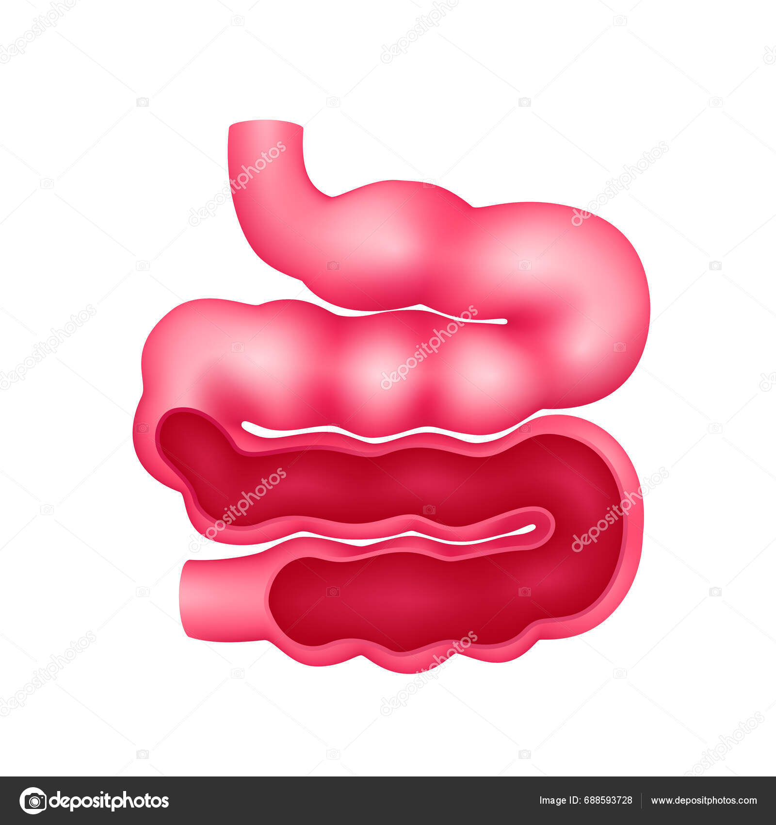 Cross Section Small Intestine Human Internal Organ Anatomy Model ...
