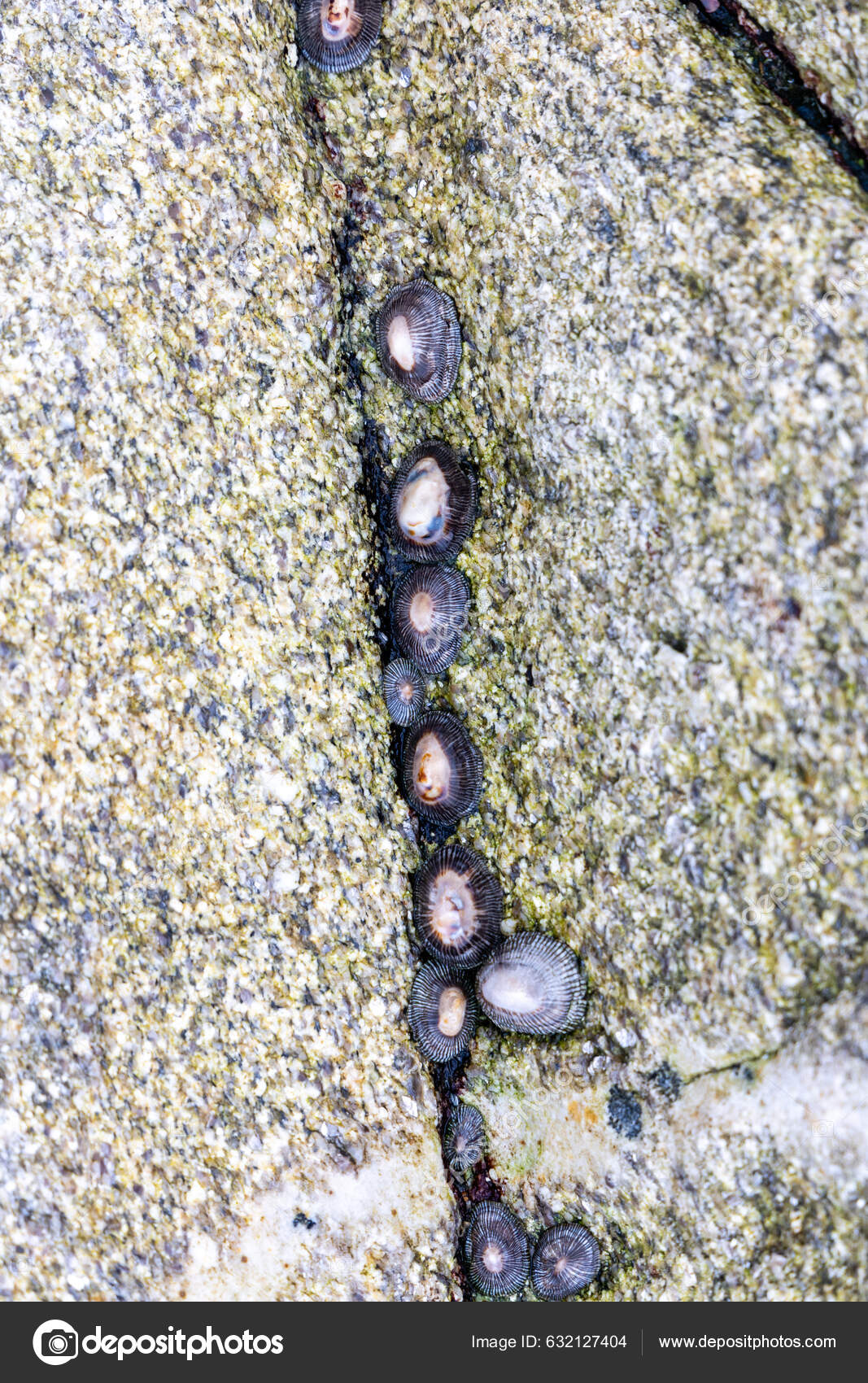Marine Shell Animals Attached Rocks Atlantic Ocean Town Baiona Galicia ...