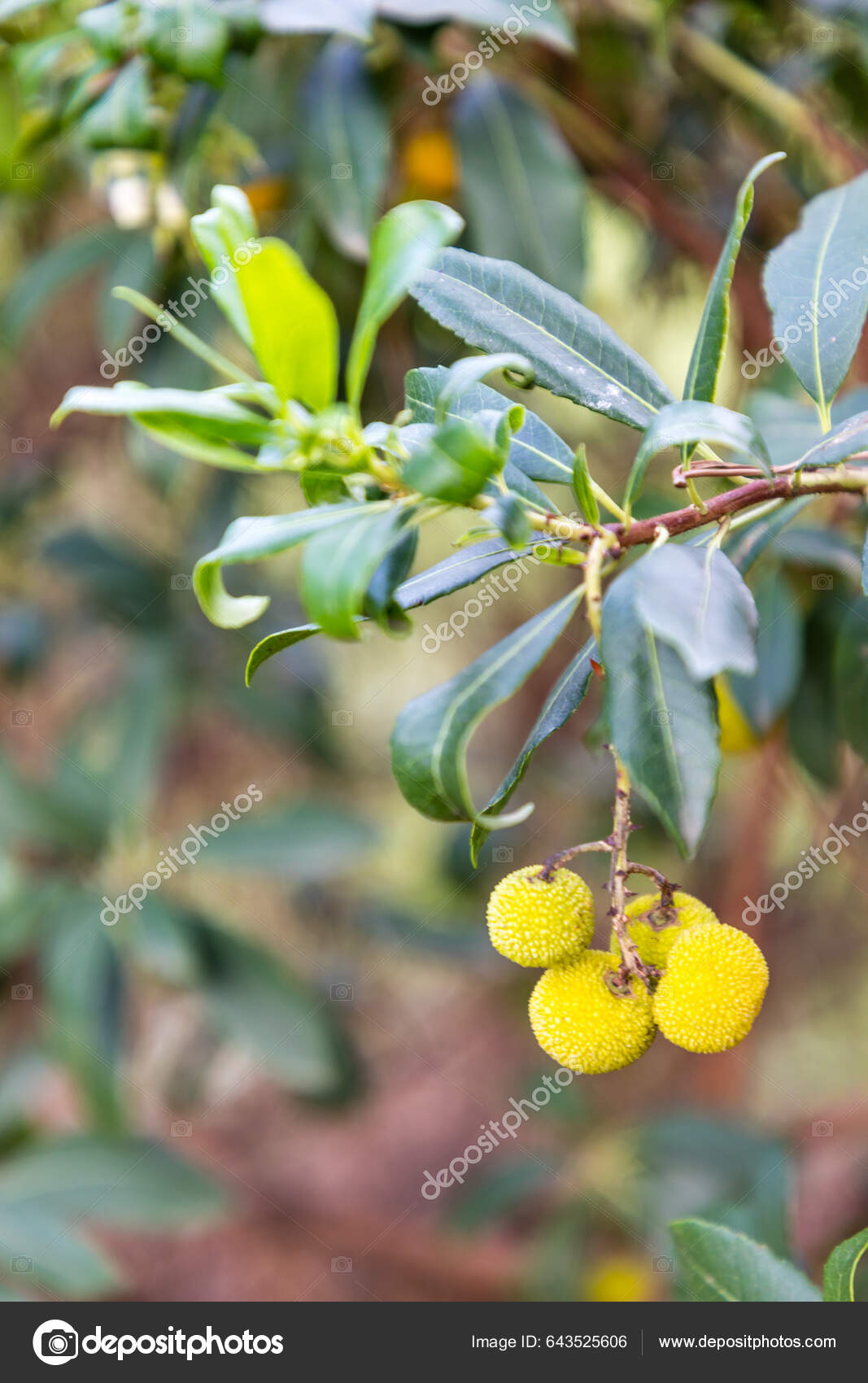 Arbutus Tree Loaded Fruits Park Casa Campo Madrid — Stock Photo ...