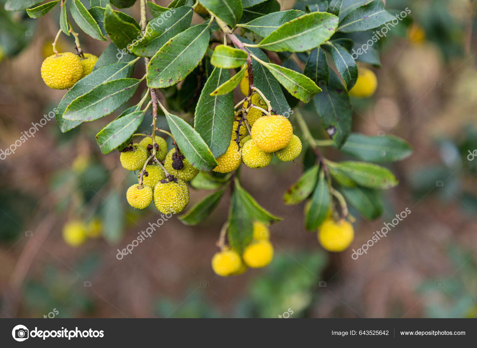 Arbutus Tree Loaded Fruits Park Casa Campo Madrid Stock Photo by ...