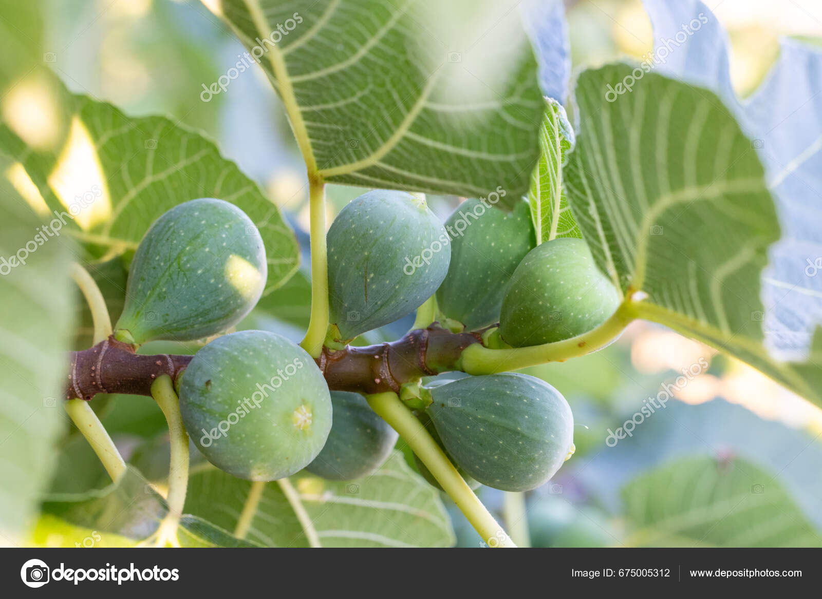 Figs Branch Fig Tree Still Unripe Summer Province Salamanca Spain Stock ...