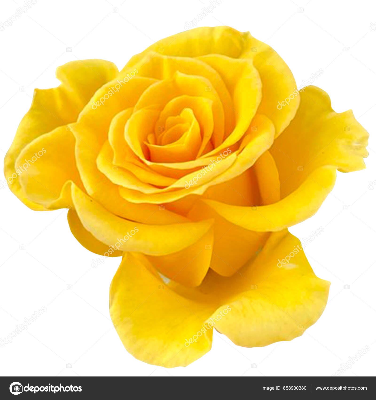 Yellow Rose Flower White Background — Stock Photo © _6inart #658930380
