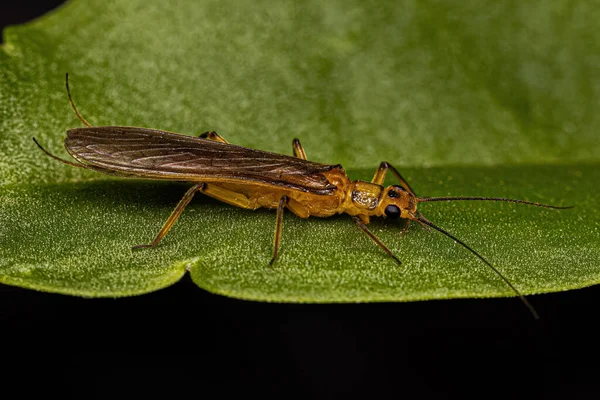 Common stonefly Stock Photos, Royalty Free Common stonefly Images ...