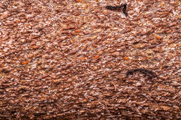 Escala de nieve cítrica Insectos de la especie Unaspis citri 2024