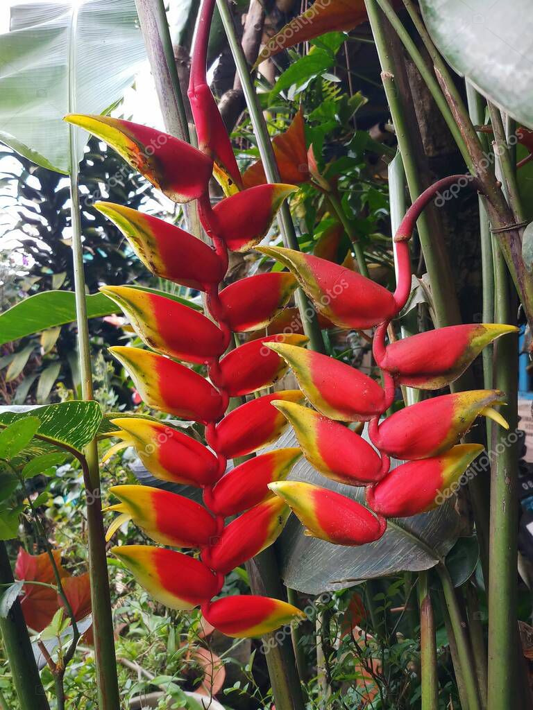 Heliconia Rostrata planta ornamental o también llamada False Bird Of ...